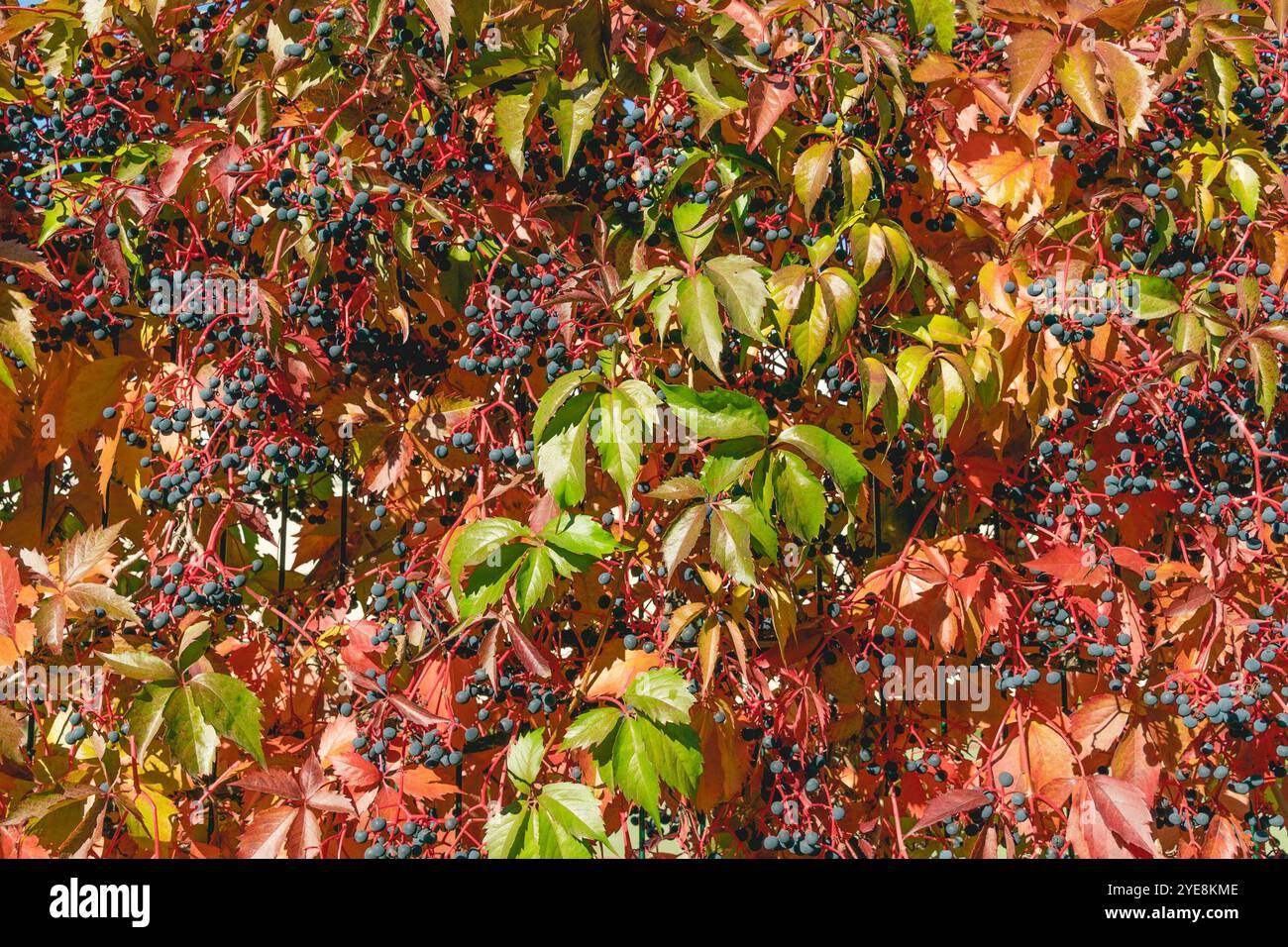 Colorful leaves of Parthenocissus inserta. thicket creeper, false ...