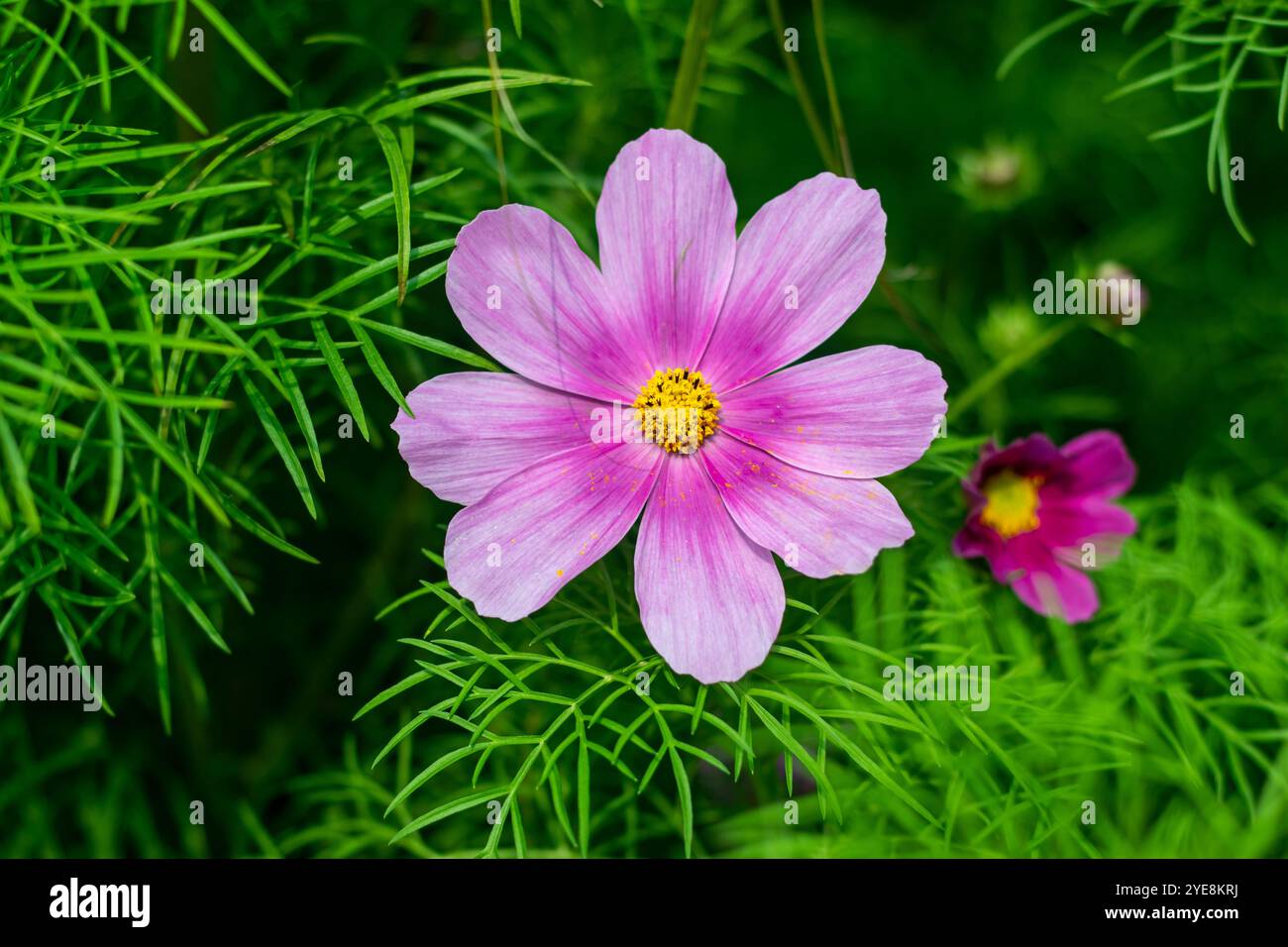 Cosmos are freely flowering annuals that are easy to grow by sprinkling ...
