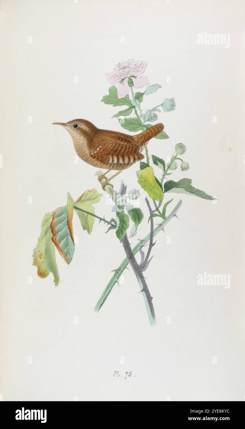 Wren. Plate 75. Meyer's British Birds. 1844 Stock Photo - Alamy