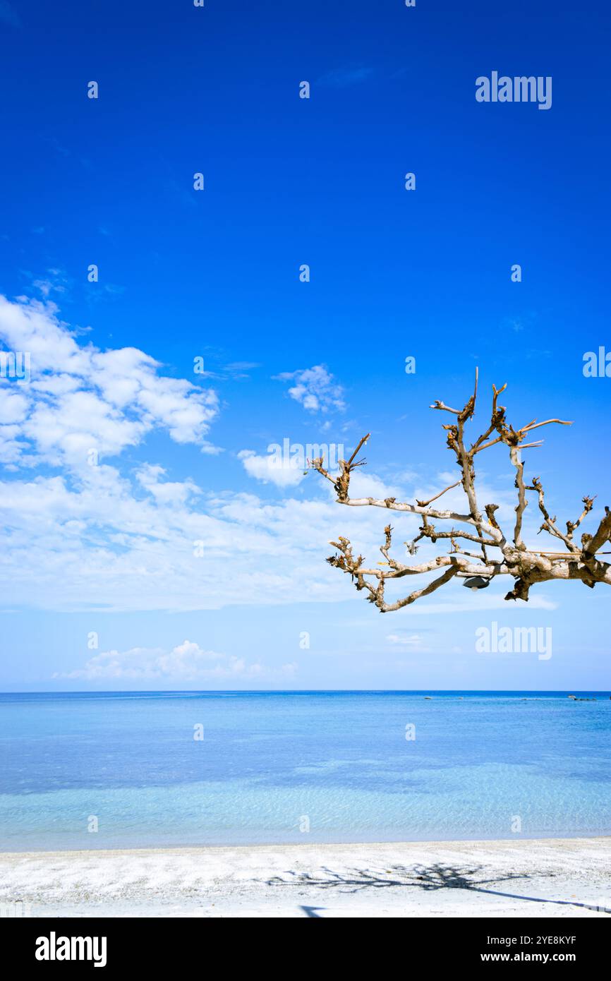 Tropical white sand beach in a blue sky sunny day. Portrait. Aglicay ...