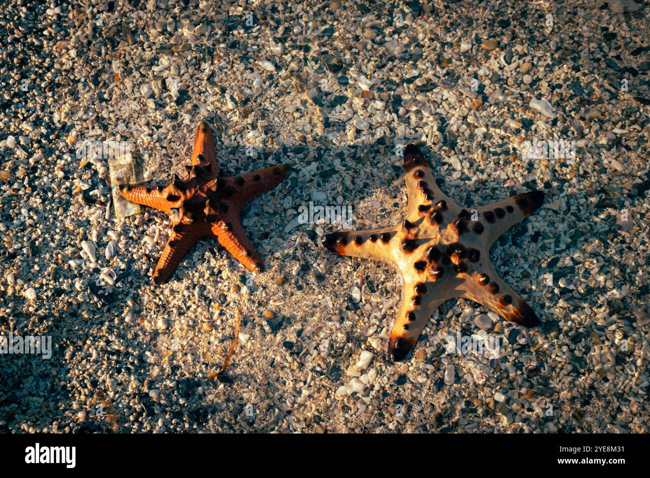 Starfish on the beach. Aglicay, Romblon, Philippines Stock Photo - Alamy