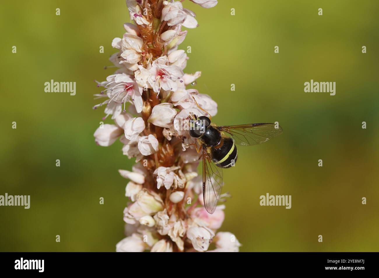 Hoverfly Yellow-girdled Brusheye (Dasysyrphus tricinctus), family ...