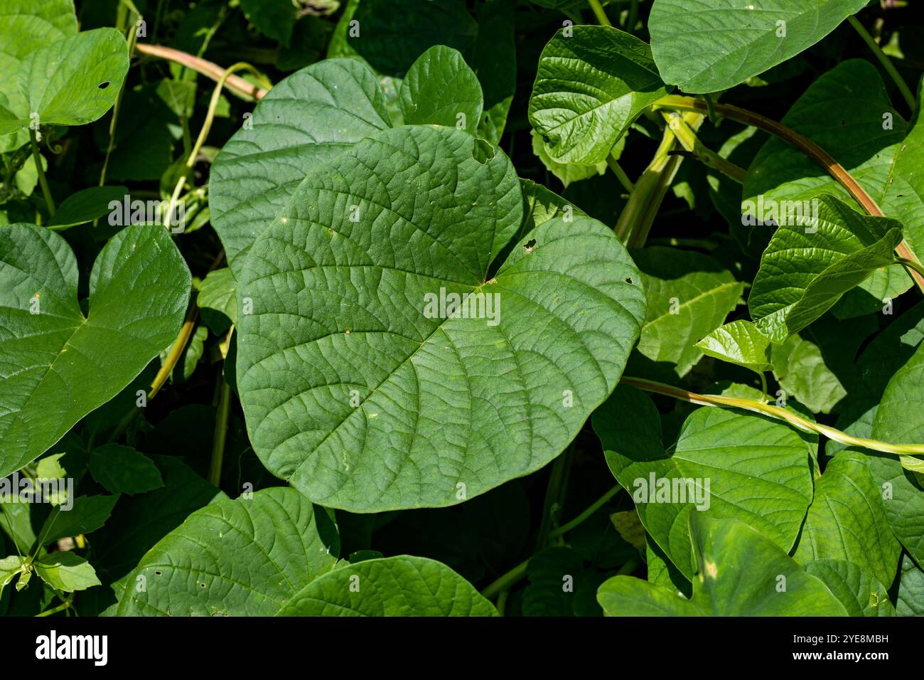 Creeping plants are trees with thick leaves. Beautiful view of nature ...