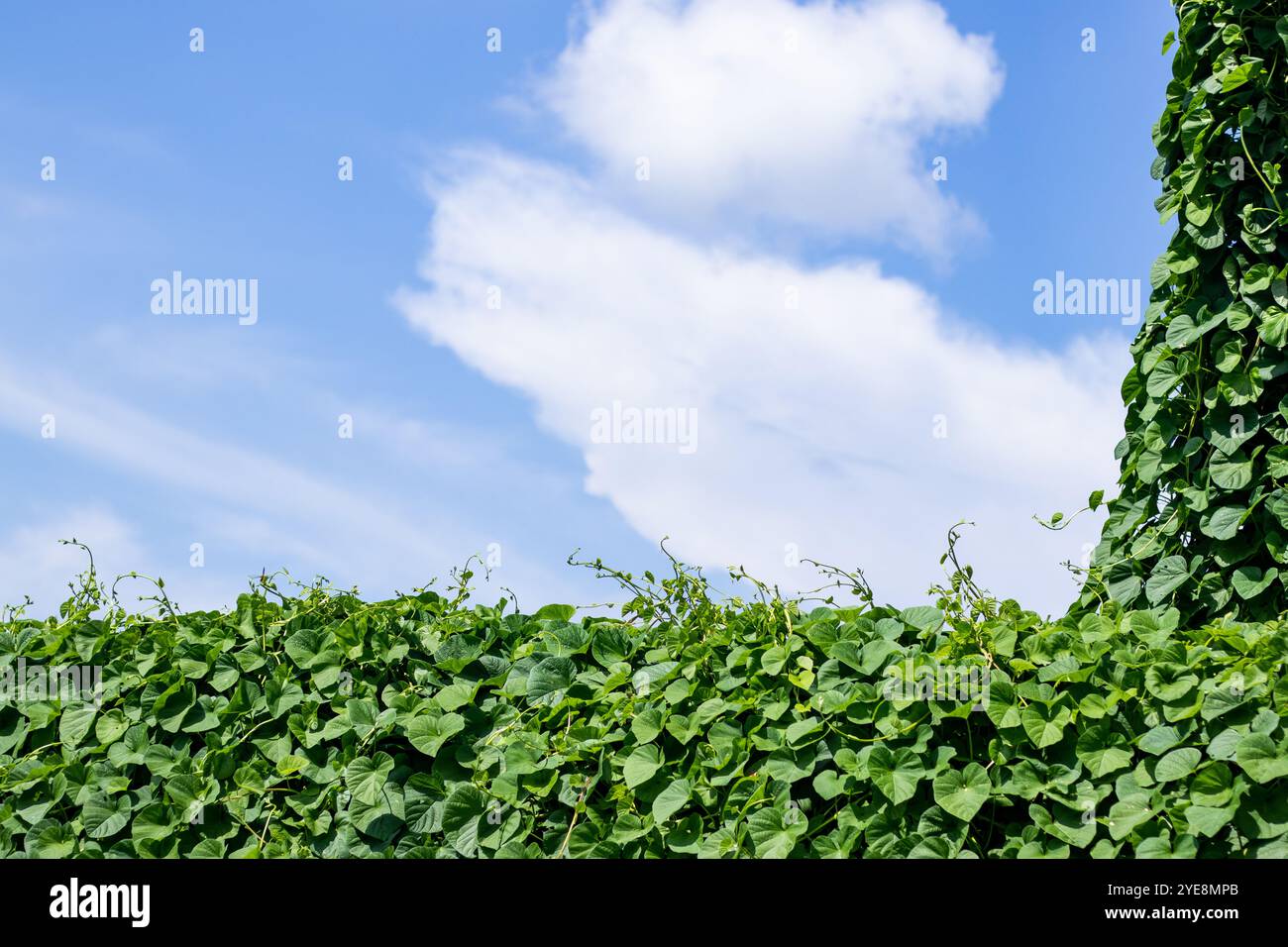 Creeping wild green trees behind the blue sky with white clouds which ...