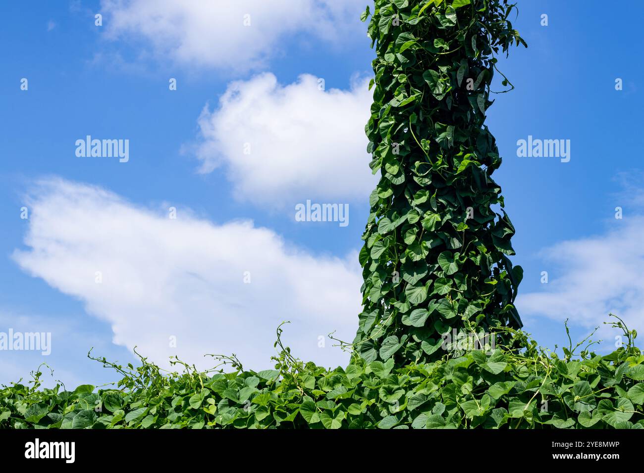 Green wild creepers clinging to a big tree and mountains of white ...