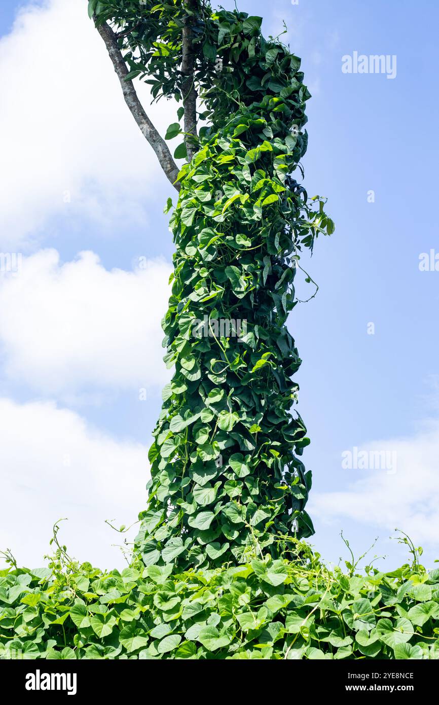 In front of the white clouds in the blue sky, creepers cling to a large ...