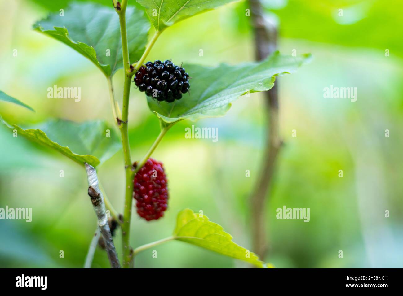 Morus nigra, also known as Black Mulberry, is a great edible fruit tree ...