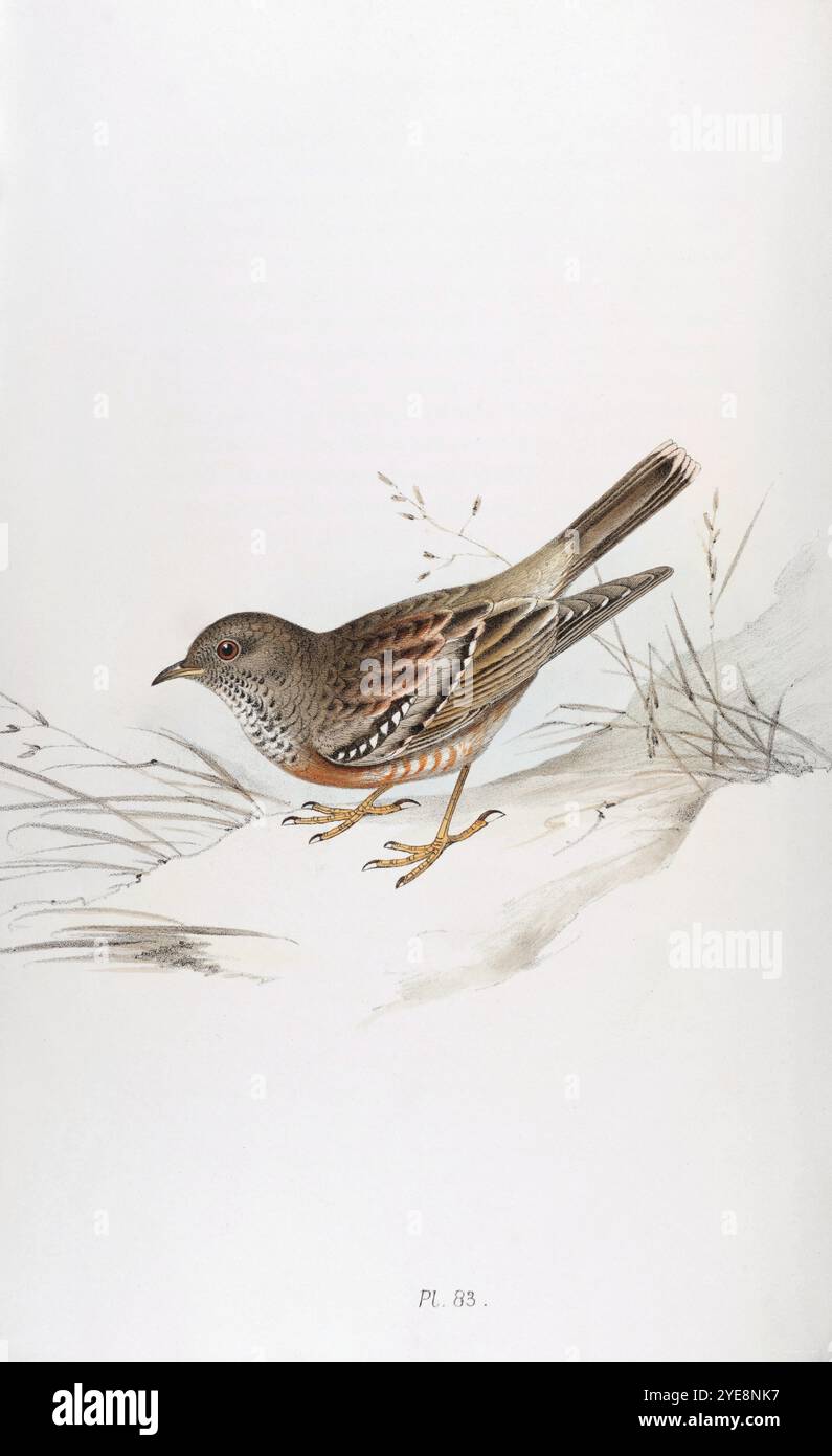 Meyers birds hi-res stock photography and images - Alamy