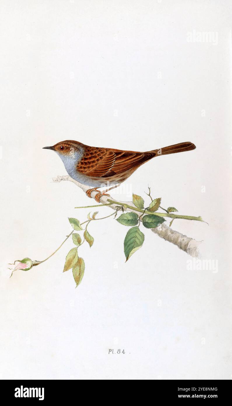 British sparrow hi-res stock photography and images - Alamy