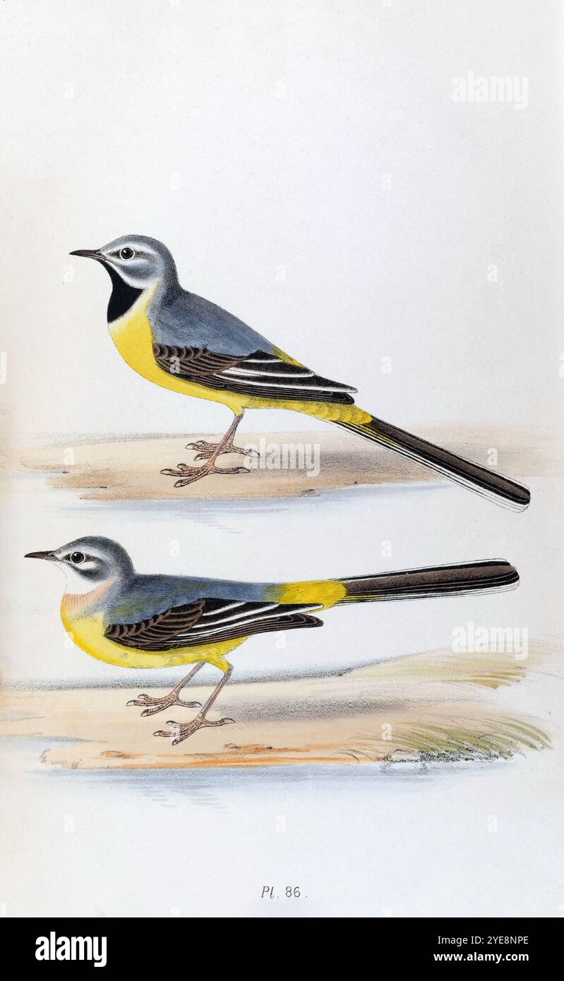 Grey Wagtail. Plate 86. Meyer's British Birds. 1844 Stock Photo - Alamy