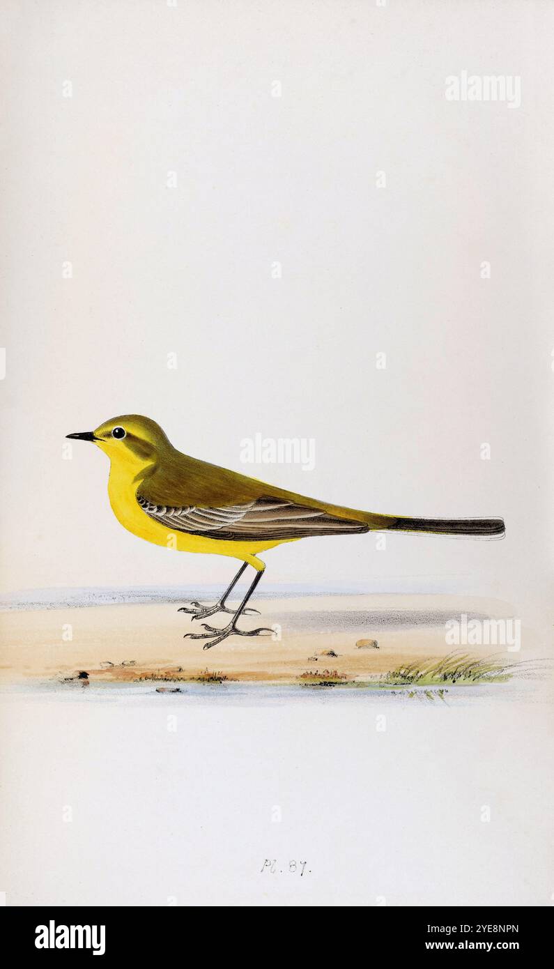 Ray's Yellow Wagtail. Plate 87. Meyer's British Birds. 1844 Stock Photo ...