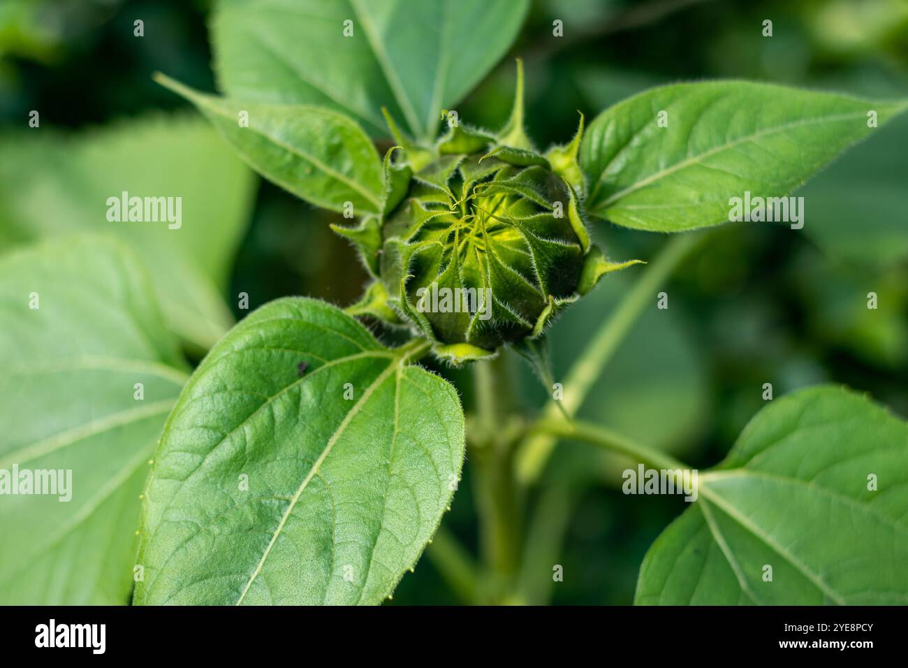 Sunflower buds are ready to bloom in a few days. Any flower buds are ...