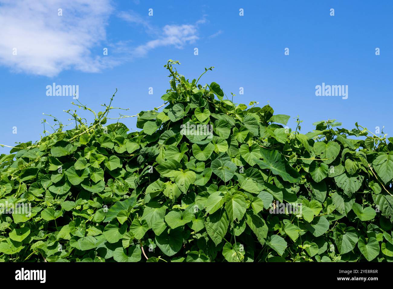 Surrounded by green wild creeping trees and mountains with white clouds ...