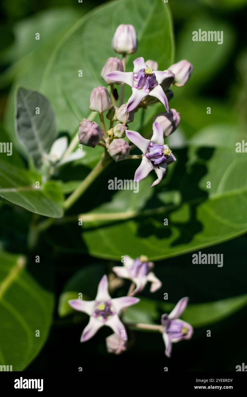 The crown flower or giant milkweed. Giant Calotropis Gigantea flower or ...