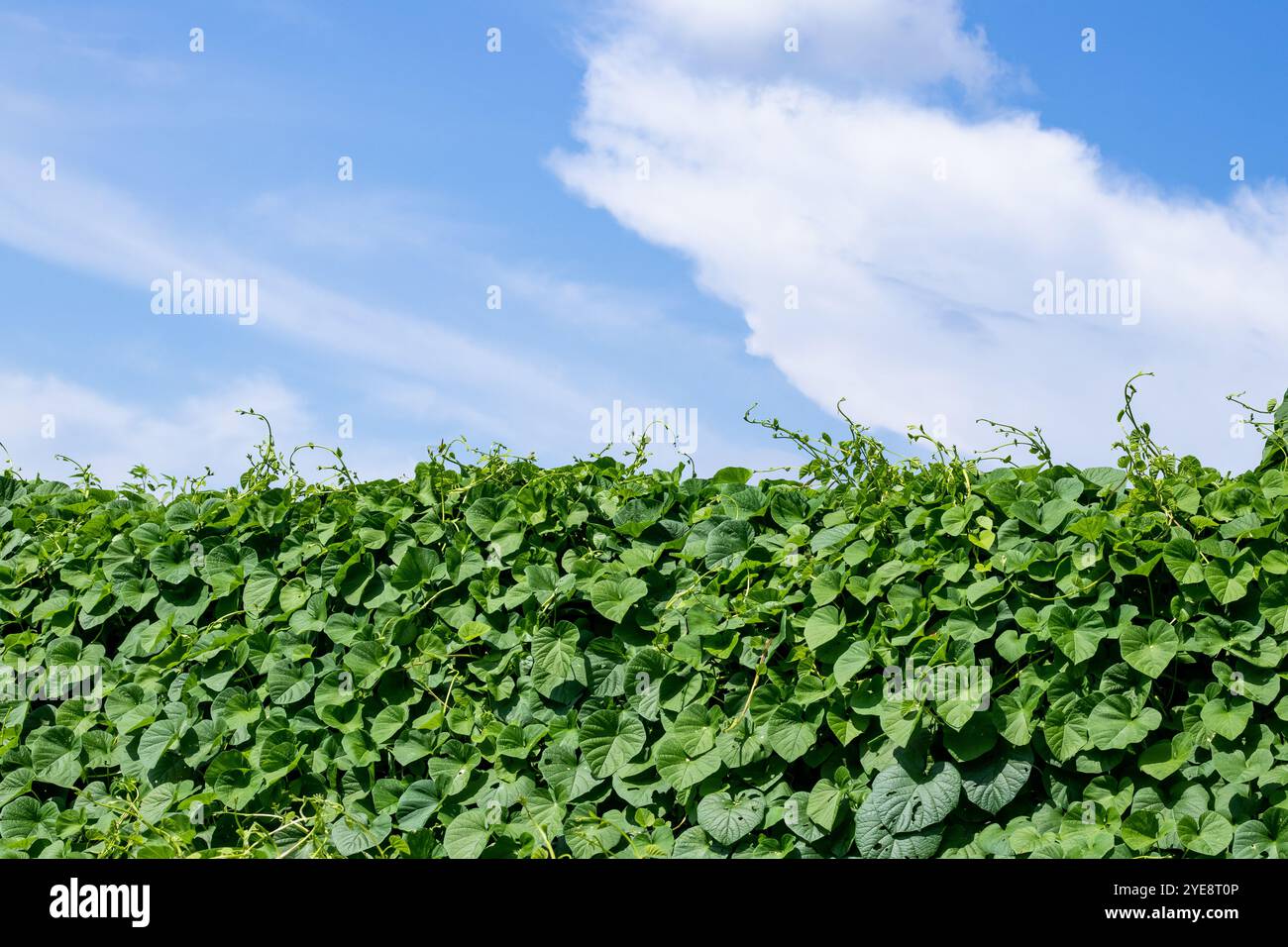Wild green creeping trees behind blue sky with white clouds mountain ...