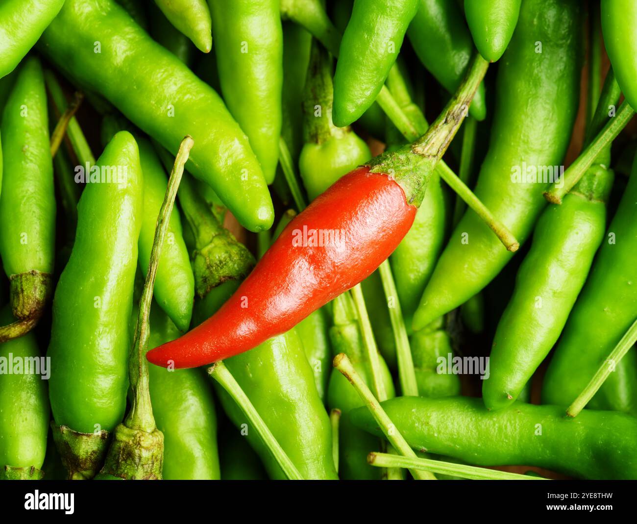 Top view of one red chili pepper among a lot of green Stock Photo - Alamy