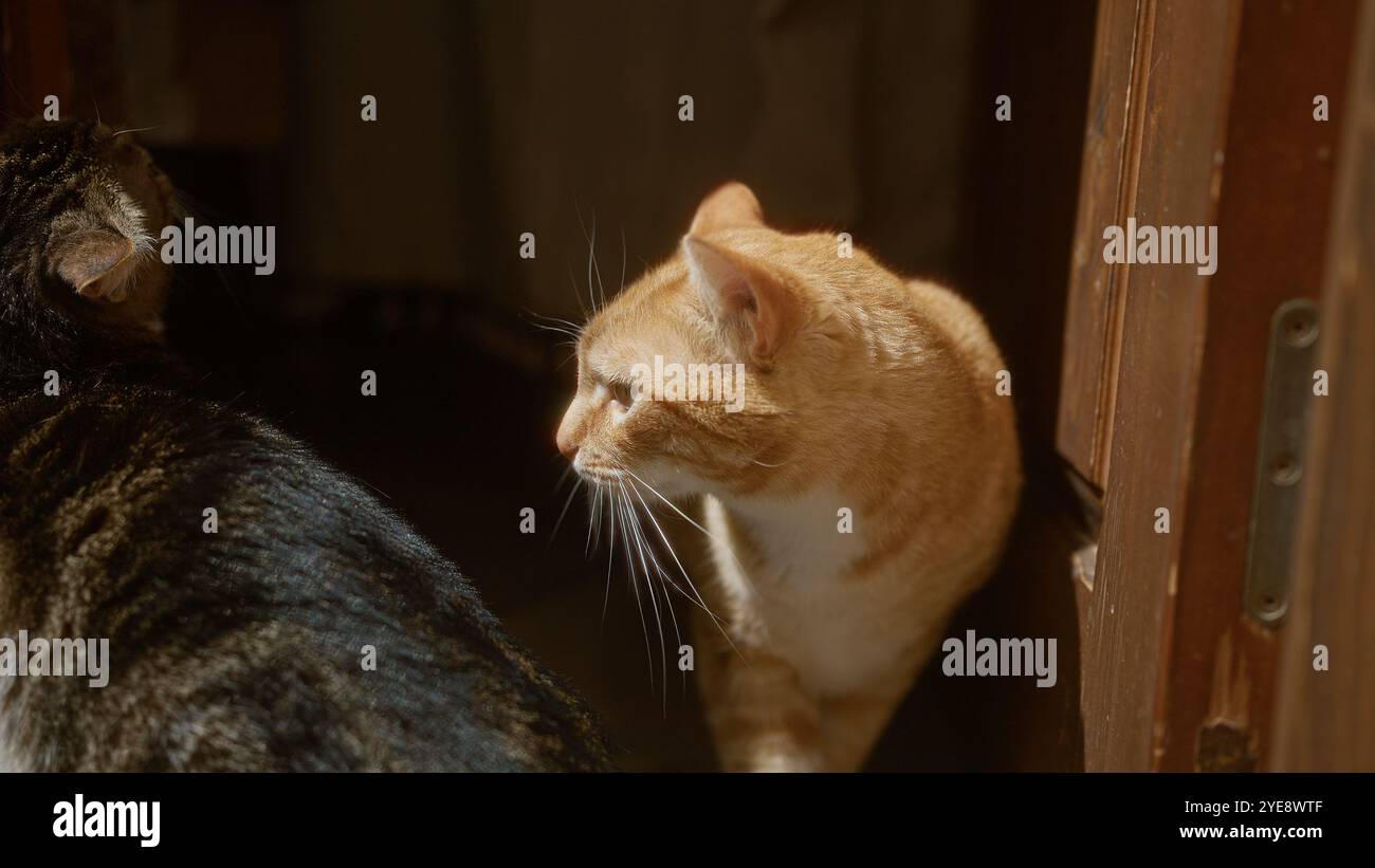 Two cats exploring the outdoors by a wooden door, with sunlight ...