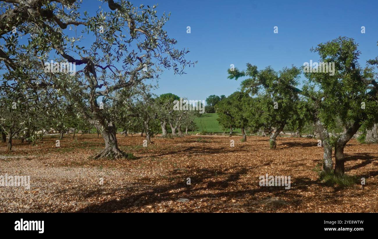 Olive trees in a sunny puglia, italy, landscape with clear blue sky and ...