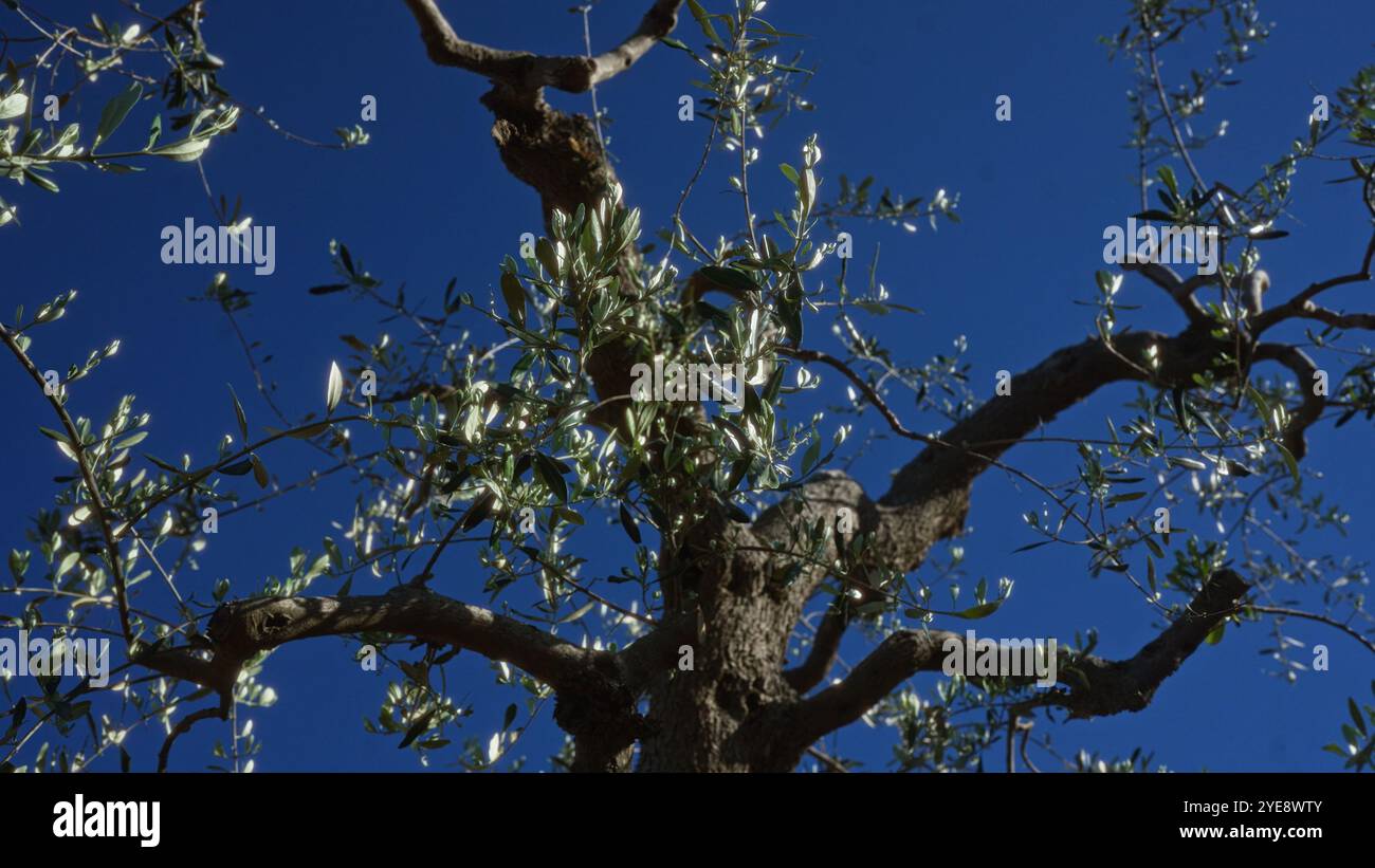 Olive branches and leaves from an olea europaea tree against a clear ...