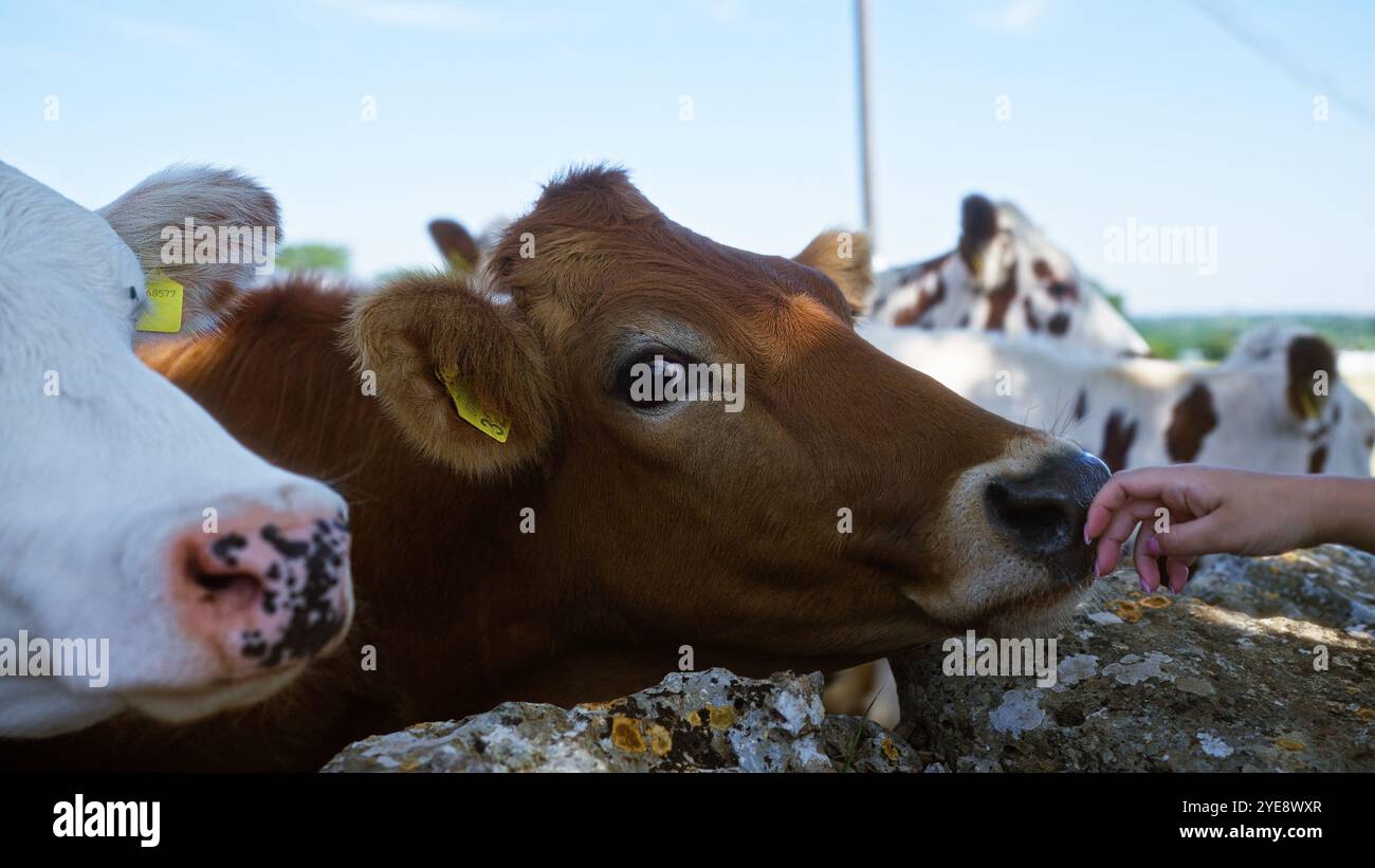Gently milking hi-res stock photography and images - Alamy