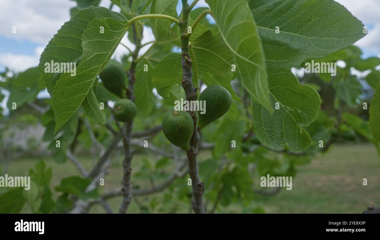 Close-up of green figs growing on a fig tree branch with lush leaves ...
