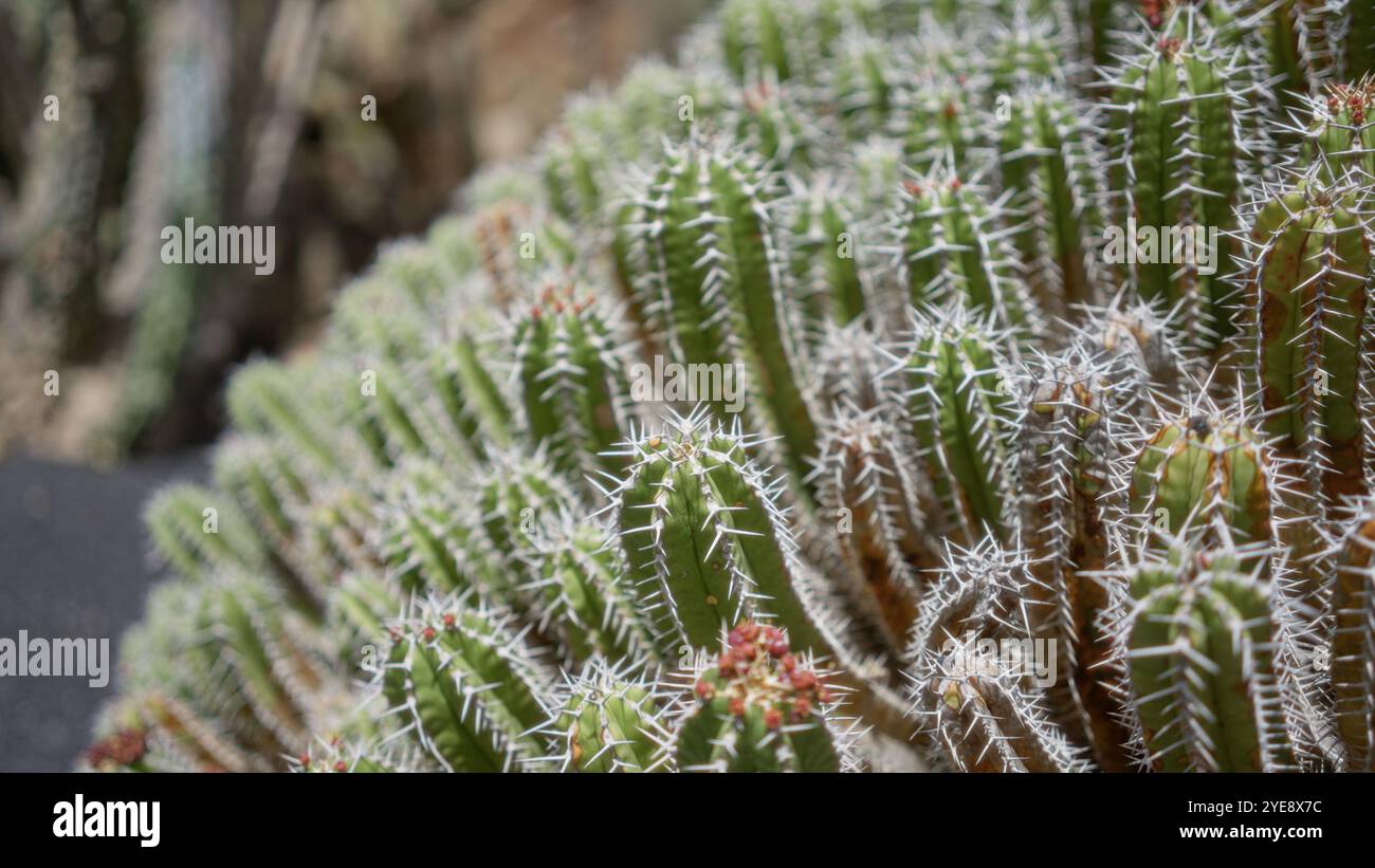 Canaryensis hi-res stock photography and images - Alamy