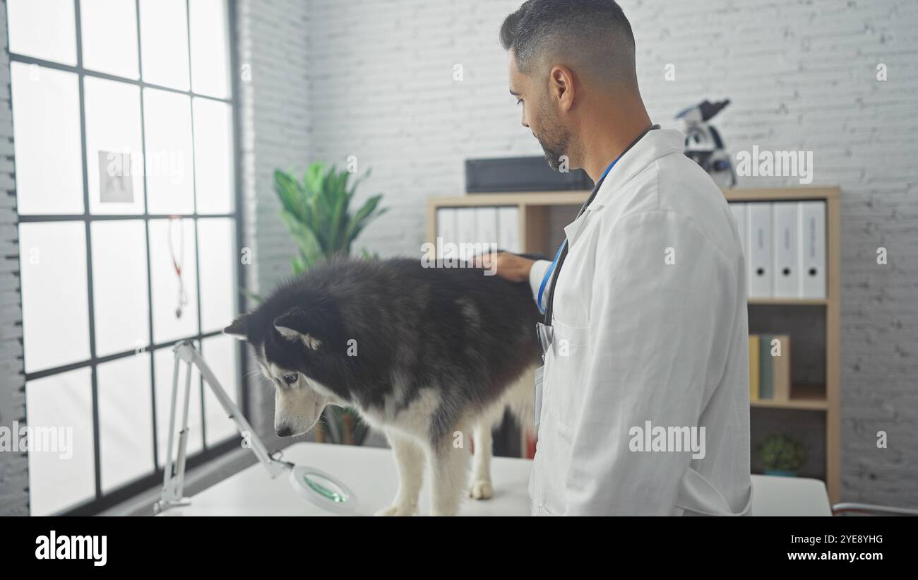 Handsome young hispanic male veterinarian examining a husky in a bright ...