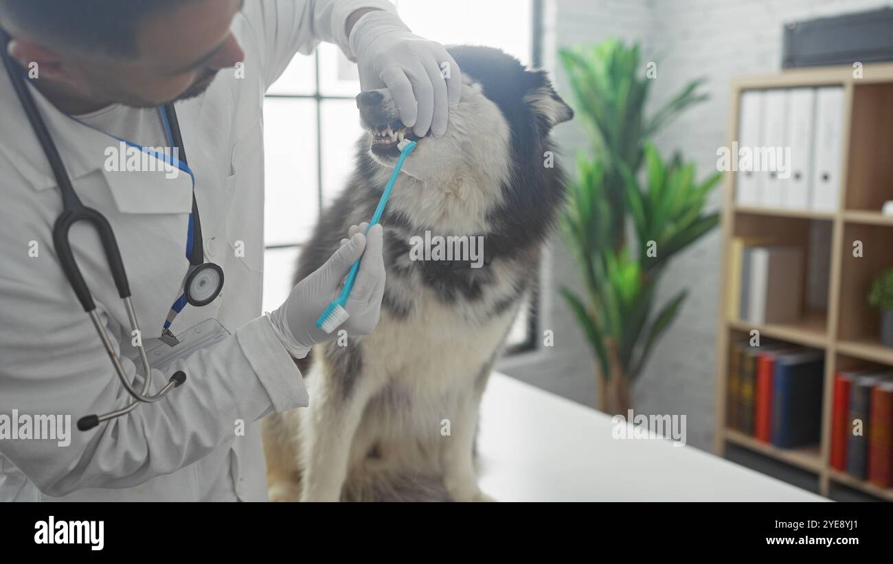 Hispanic veterinarian man husky dog hi-res stock photography and images ...