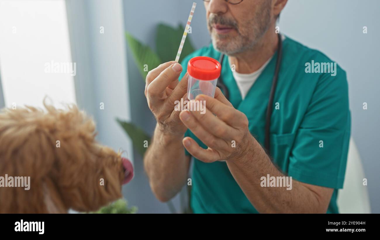 Male veterinarian examines dog in hi-res stock photography and images ...