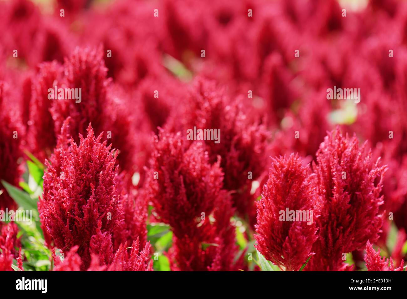Beautiful bright pink flowers hi-res stock photography and images - Alamy