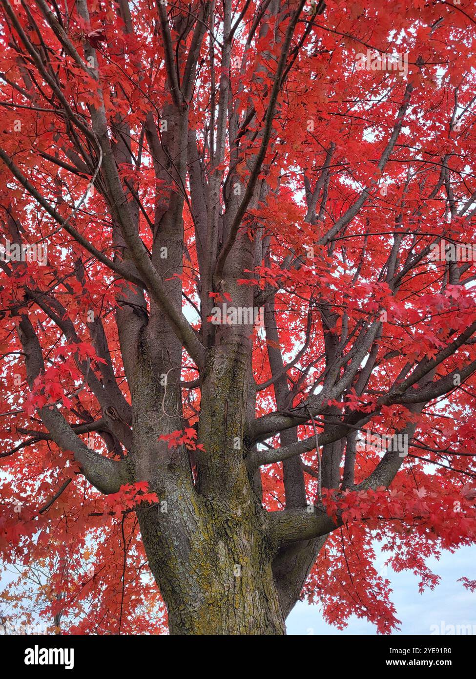 Seasonofred hi-res stock photography and images - Alamy