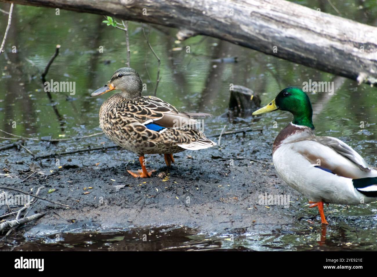 Two mallard ducks walking away from the camera into pond water in ...