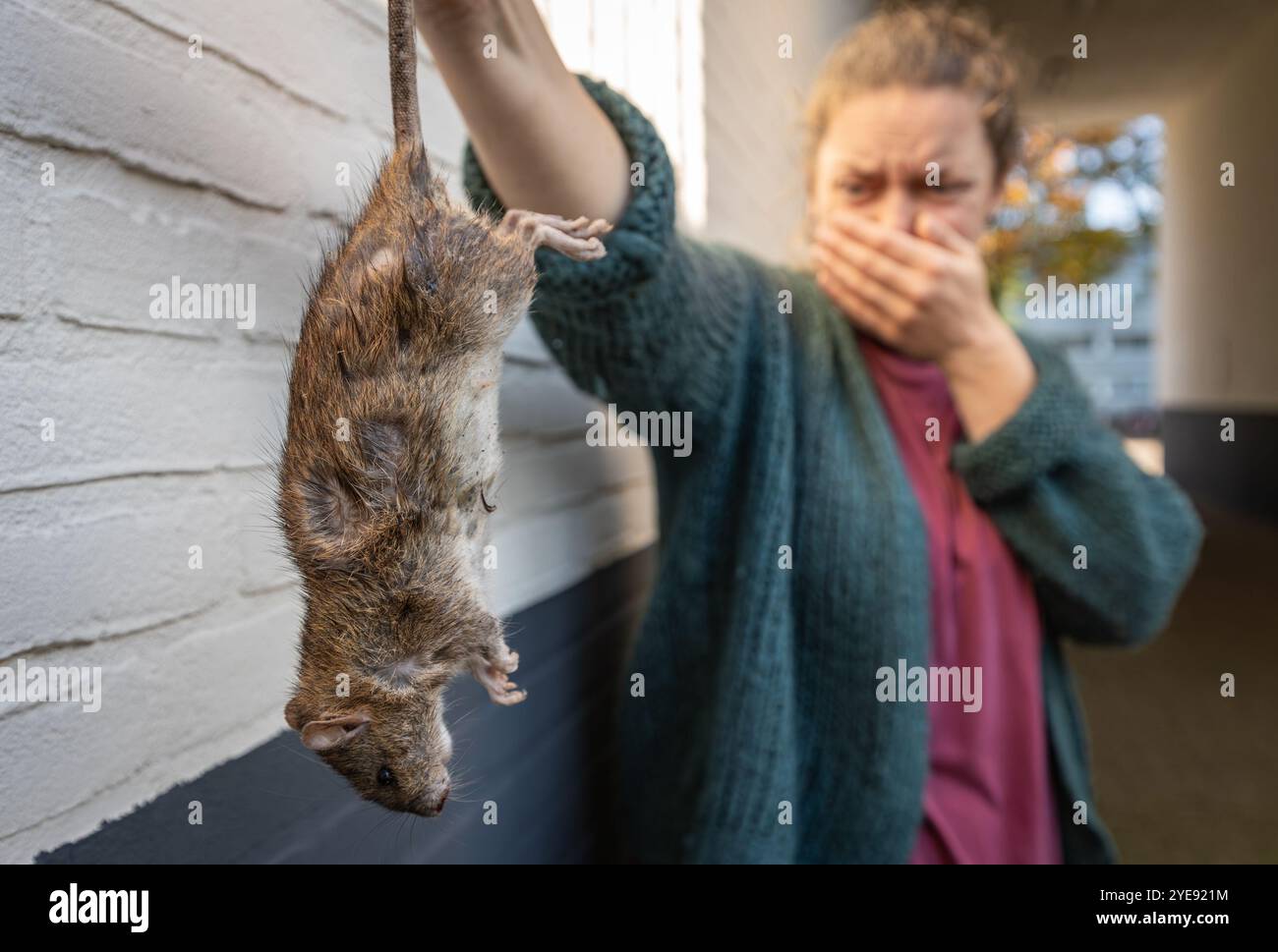 Woman holds big, dead rat by the tail with shocked expression ...