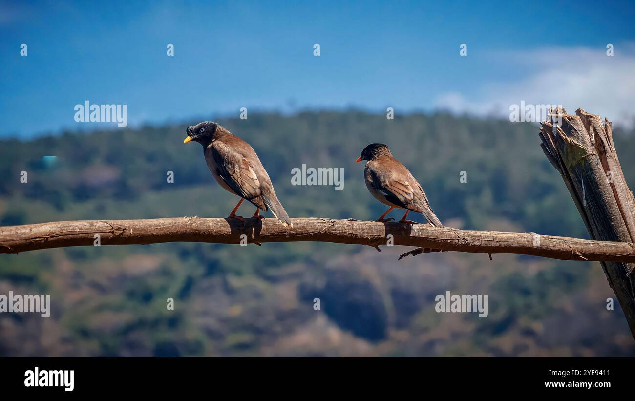 Two birds on a branch hi-res stock photography and images - Alamy