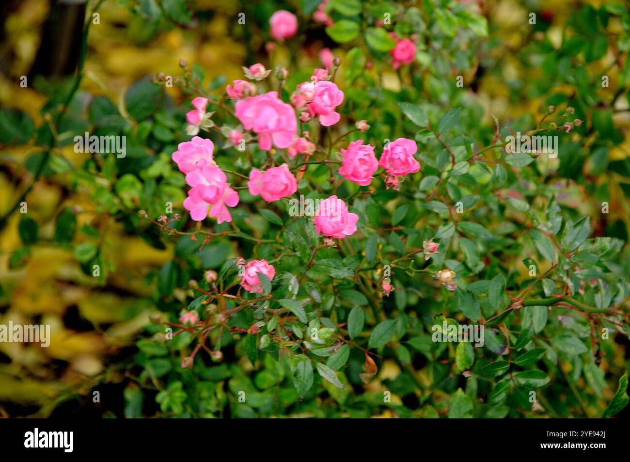 Copenhagen/ Denmark/30 October 2024/Pink rose flwoers tiny garden in ...