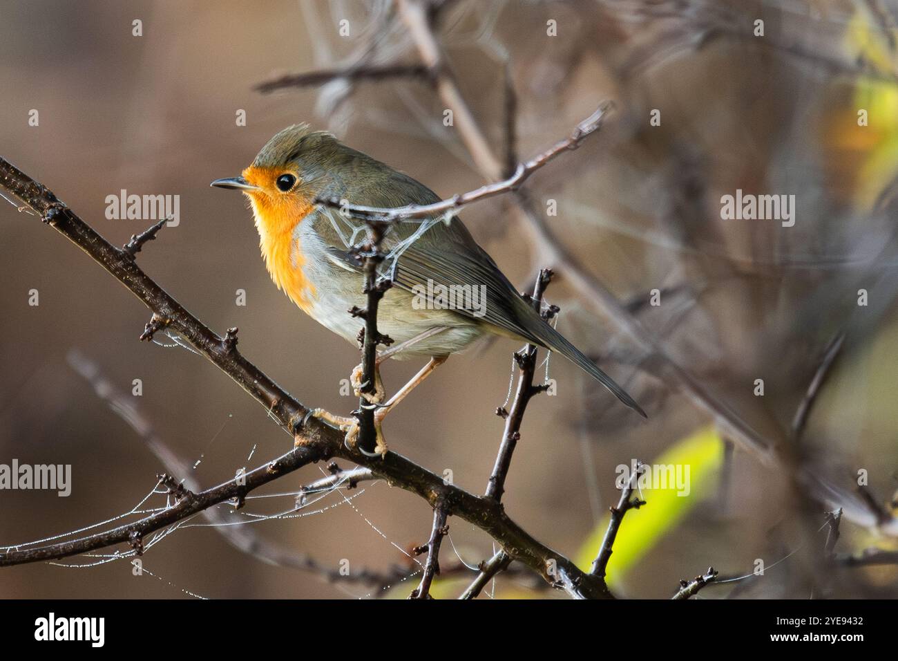 Rottweil, Germany. 30th Oct, 2024. A robin clings to a branch in the ...