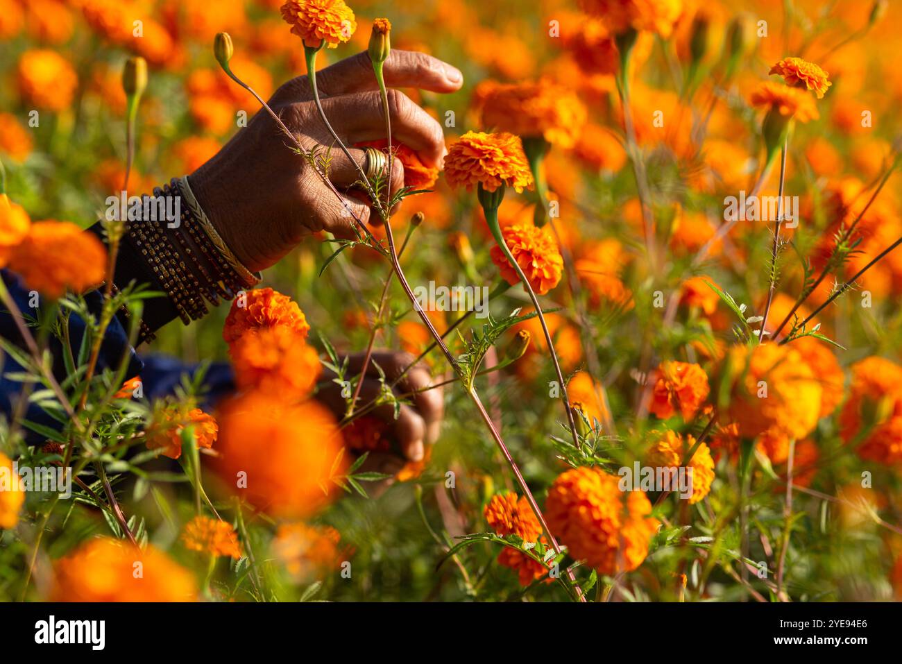 Kathmandu, Nepal. 30th Oct, 2024. A woman picks marigold flowers for ...