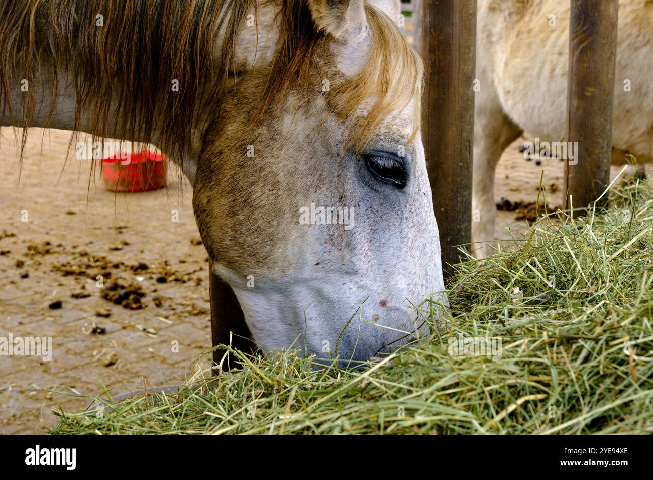 Horse eating fresh hay from hi-res stock photography and images - Alamy
