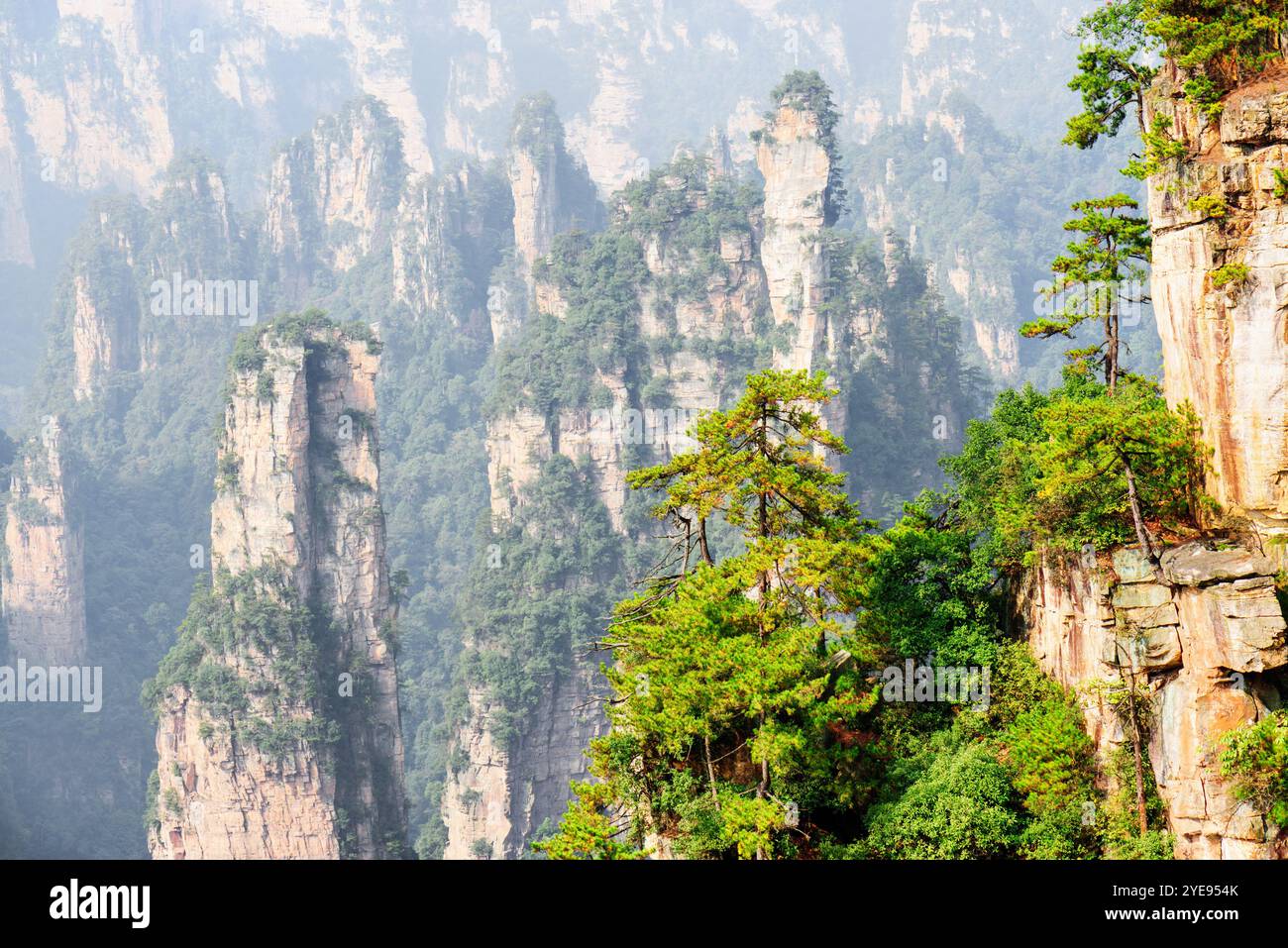 Amazing view of green trees growing on rocks (Avatar Mountains Stock ...