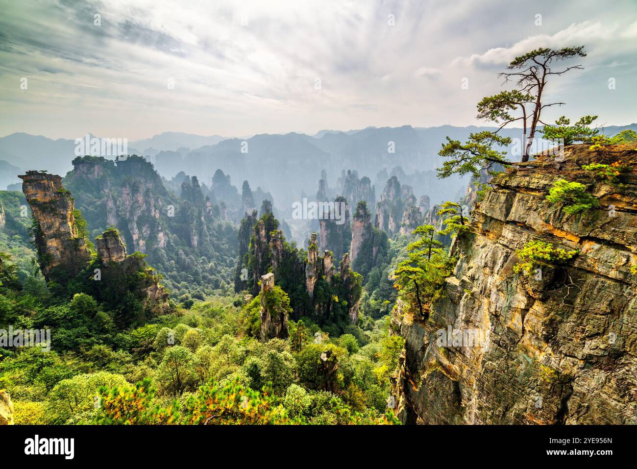 Tree growing on top of rock and natural quartz sandstone pillars Stock ...