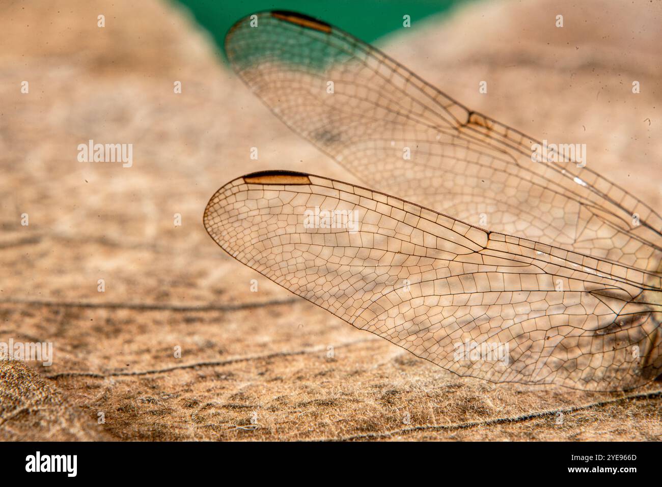 Dragonfly wings detail Stock Photo - Alamy