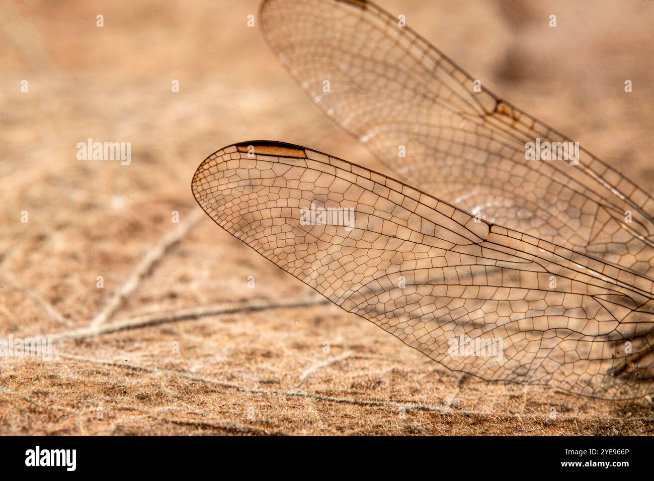 Dragonfly wings detail Stock Photo - Alamy