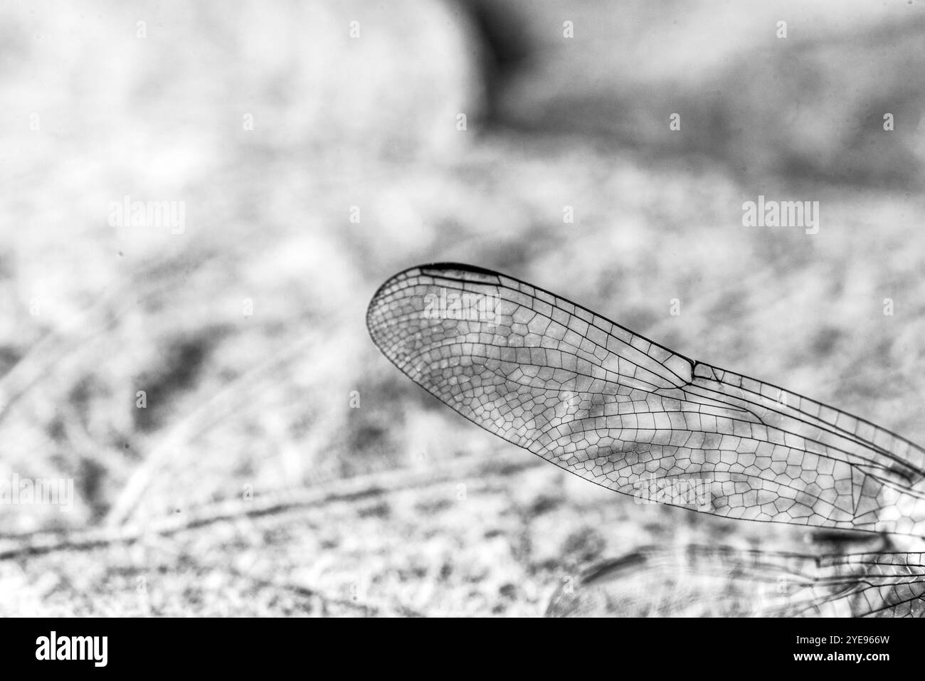 Dragonfly wing detail Stock Photo - Alamy