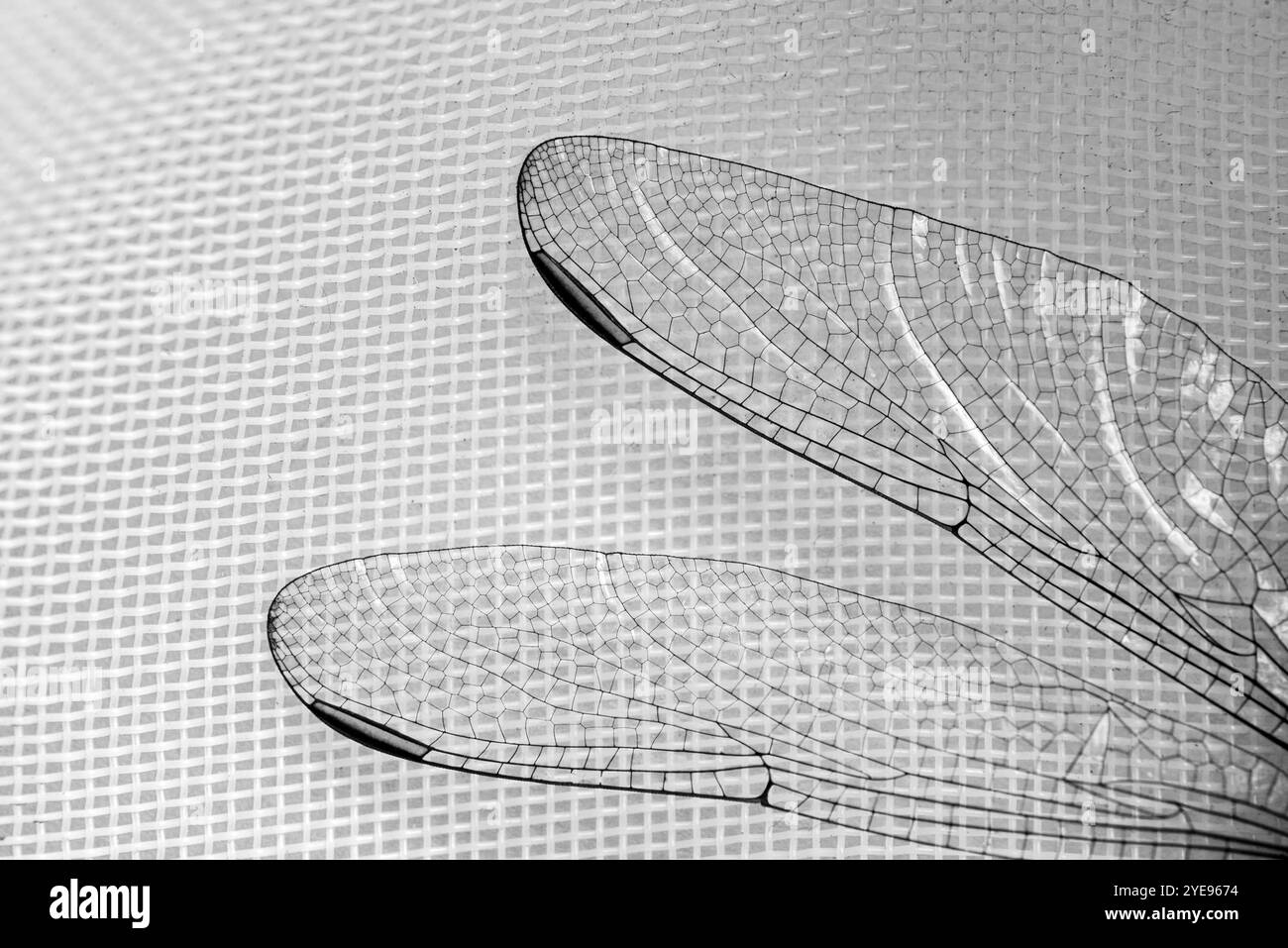 Dragonfly patterns Black and White Stock Photos & Images - Alamy