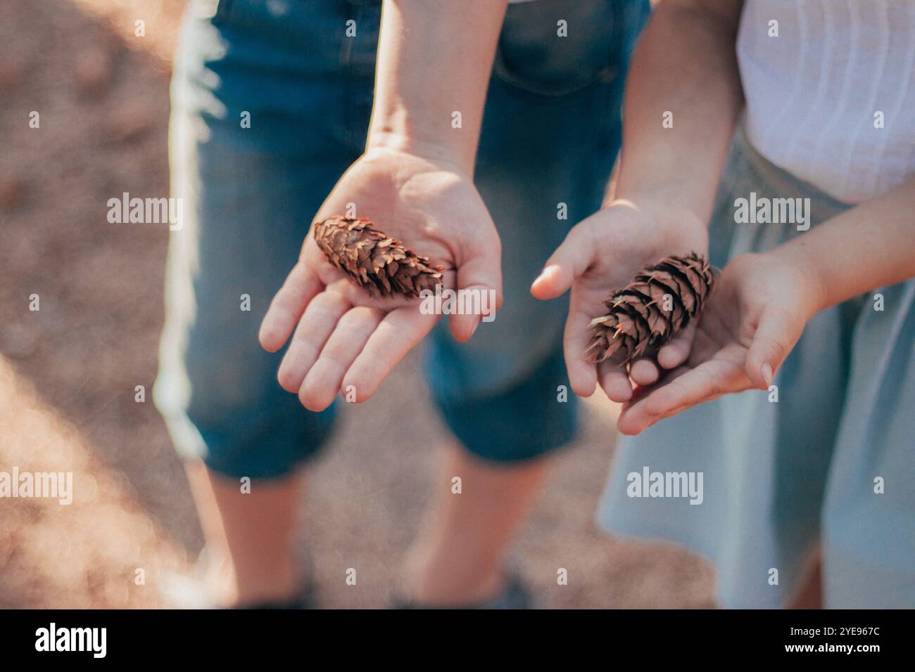 Children collect pine hi-res stock photography and images - Alamy