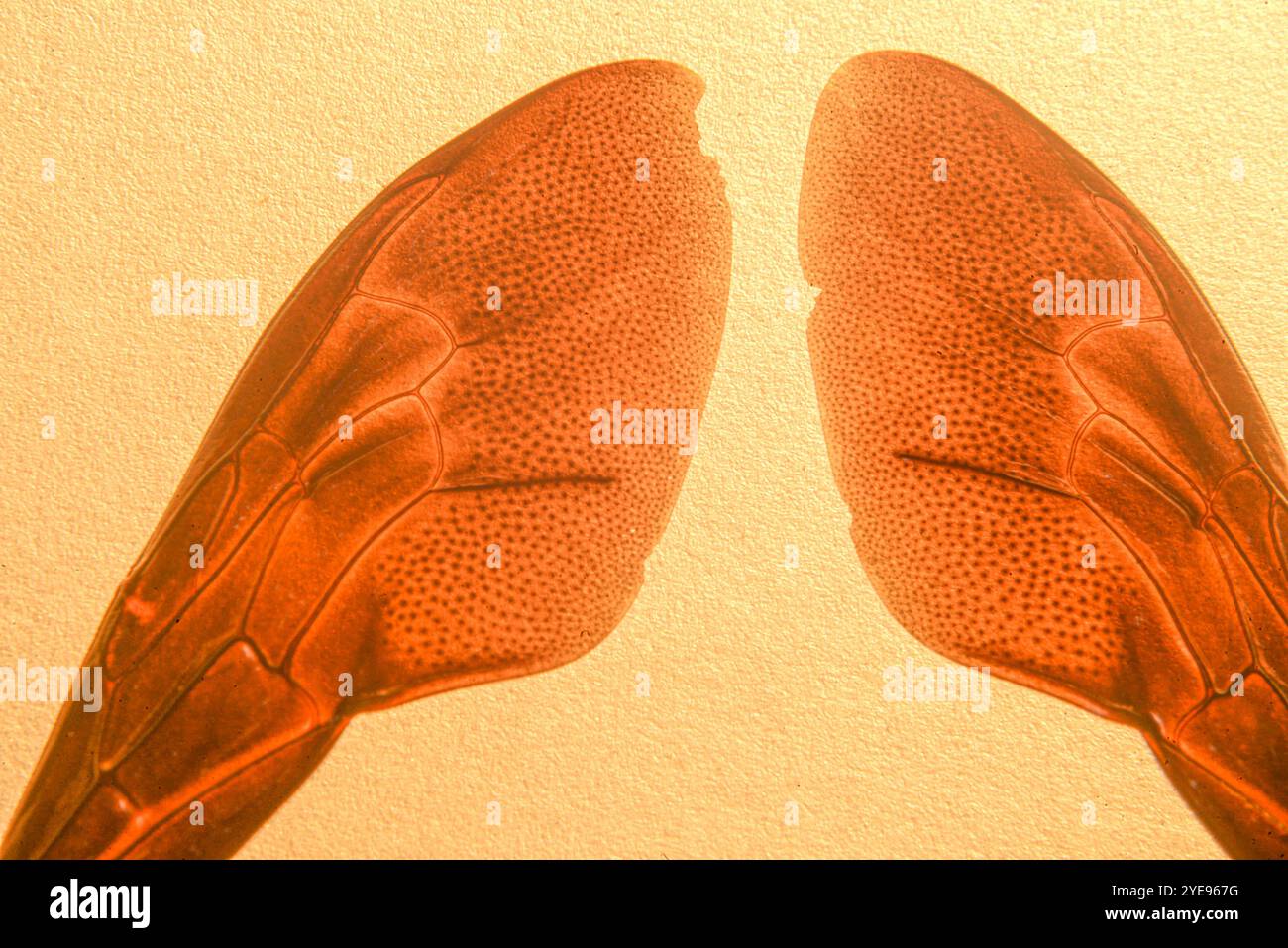 Insect texture hi-res stock photography and images - Alamy