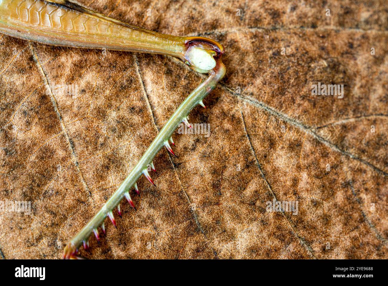 Insect texture hi-res stock photography and images - Alamy