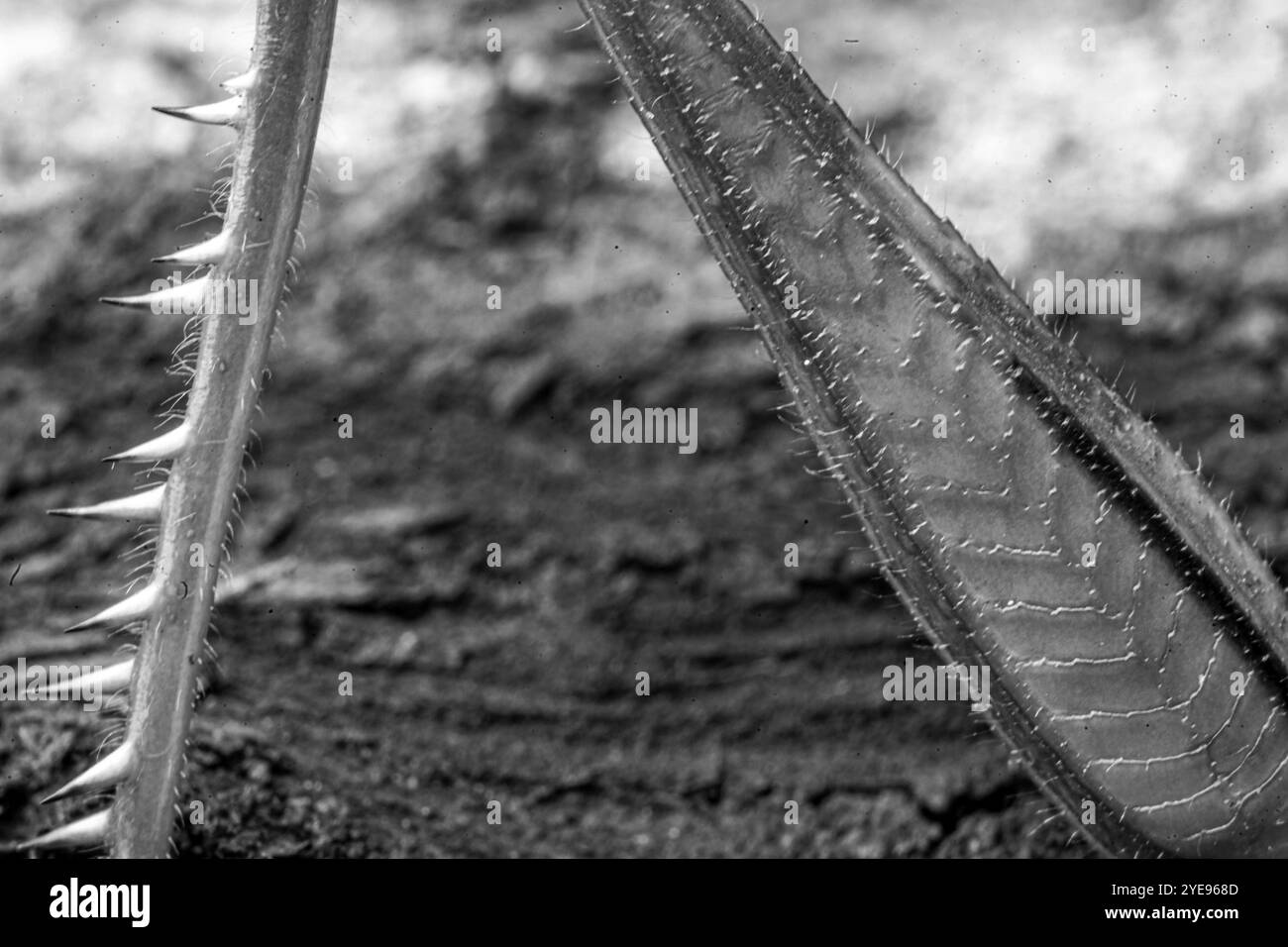 Insect texture hi-res stock photography and images - Alamy