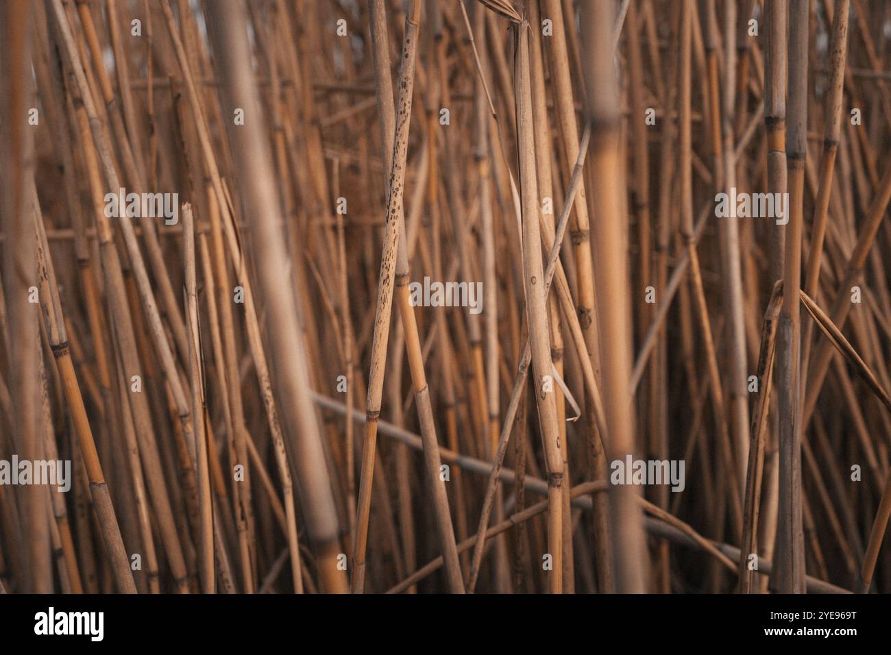 Dry fall foliage close up texture hi-res stock photography and images ...