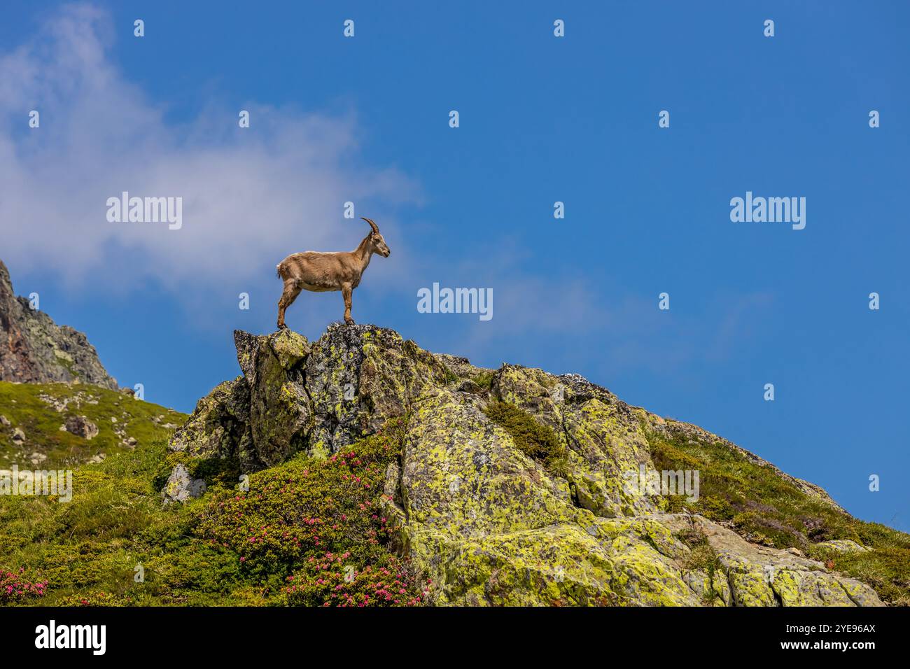 Alpine ibex, Capra ibex, steinbock European species of goat living in ...